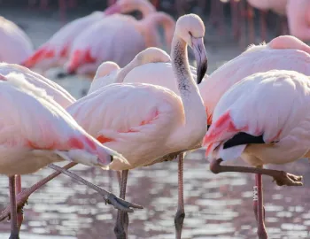 Discover Inagua Island, The Bahamas