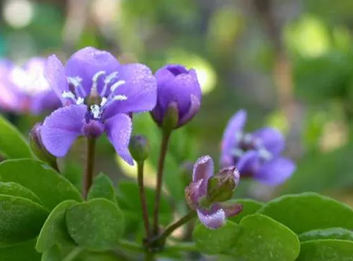 Lignum Vitae: The Bahamas’ National Tree