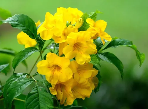 Yellow Elder - National Flower of The Bahamas